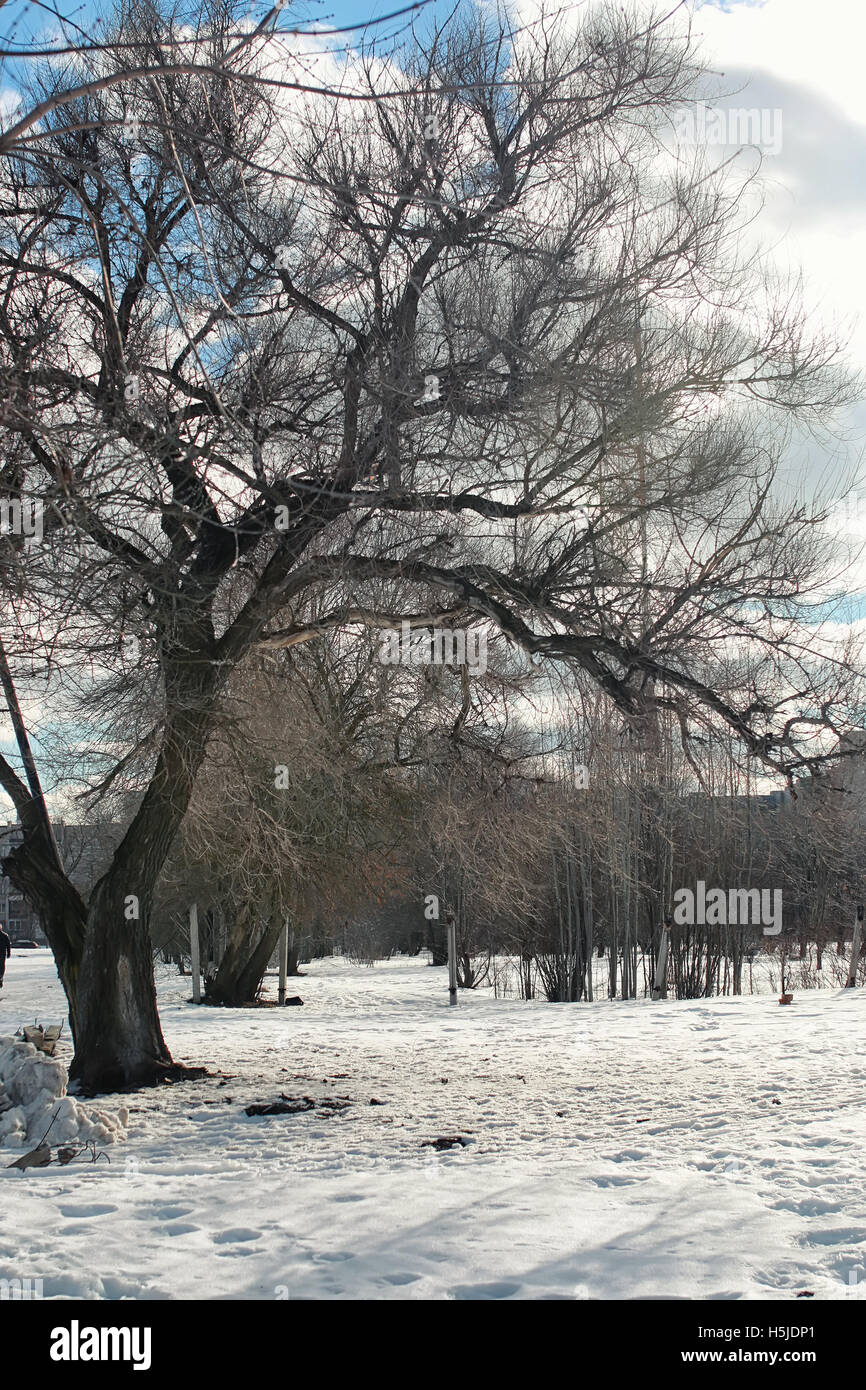 thaw snow lanscape tree Stock Photo - Alamy
