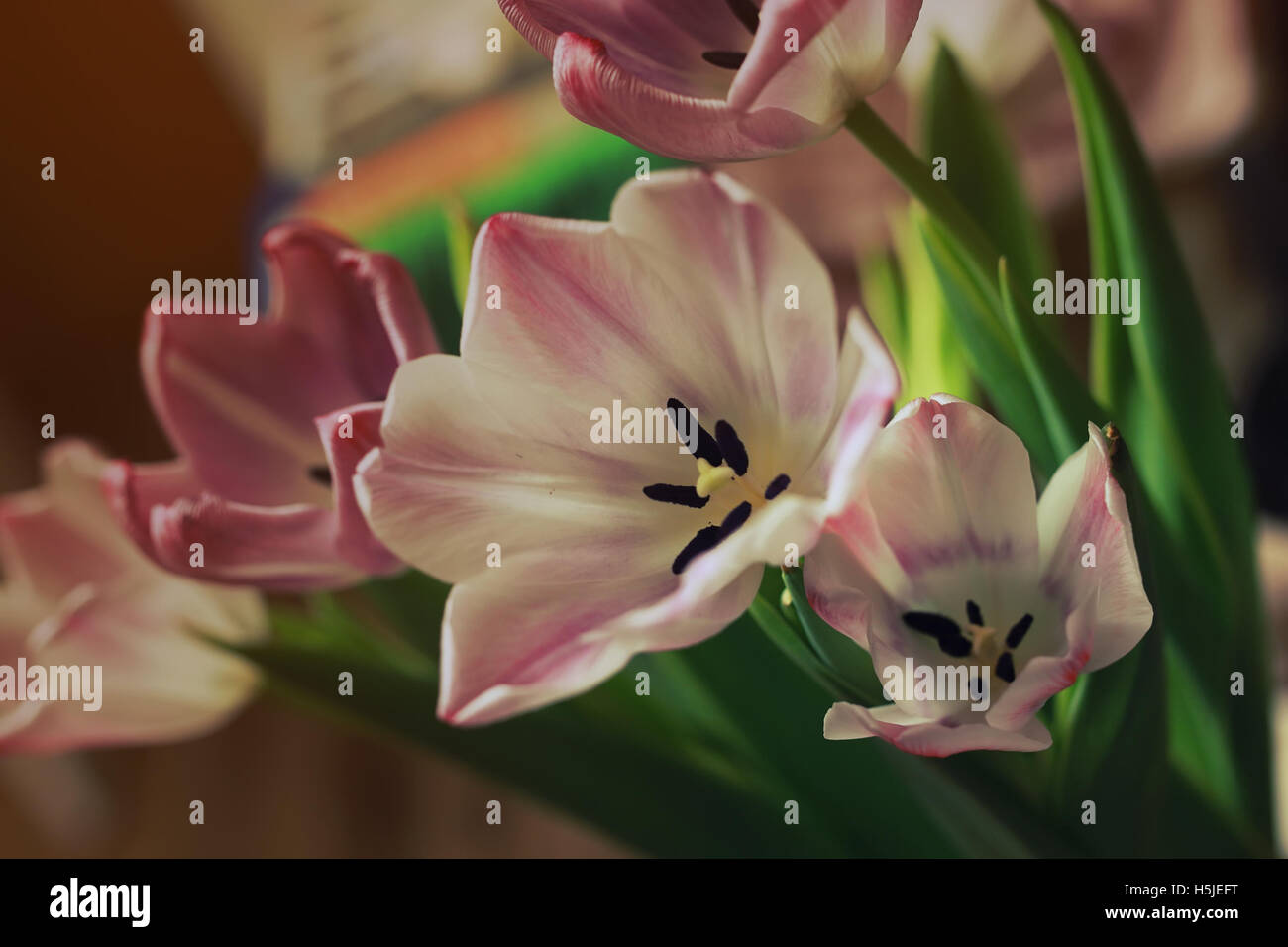 bouquet of pink tulips macro Stock Photo - Alamy