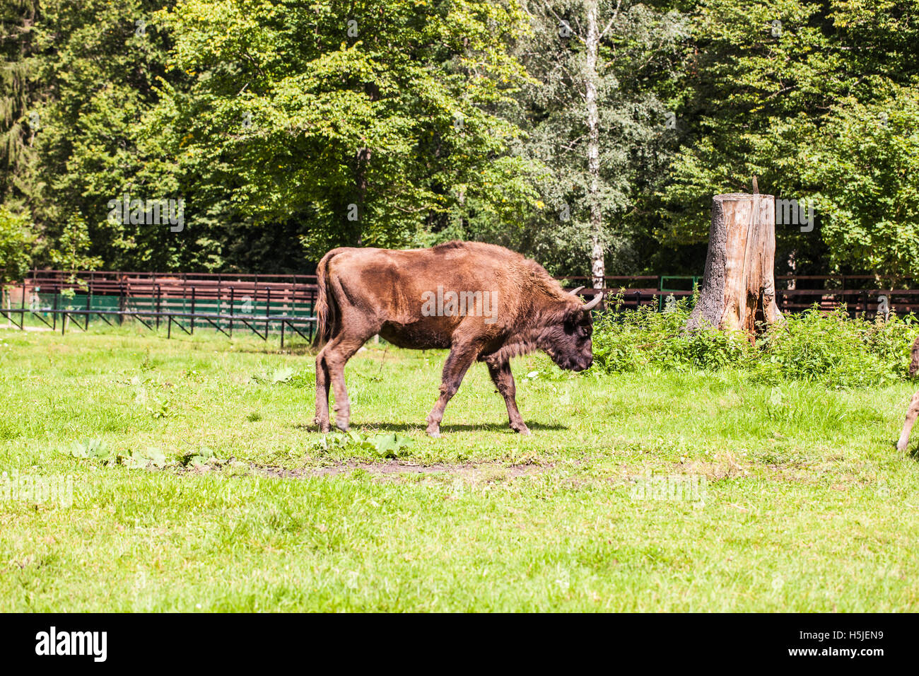 large bison walk the Bialowieza National Park Stock Photo - Alamy