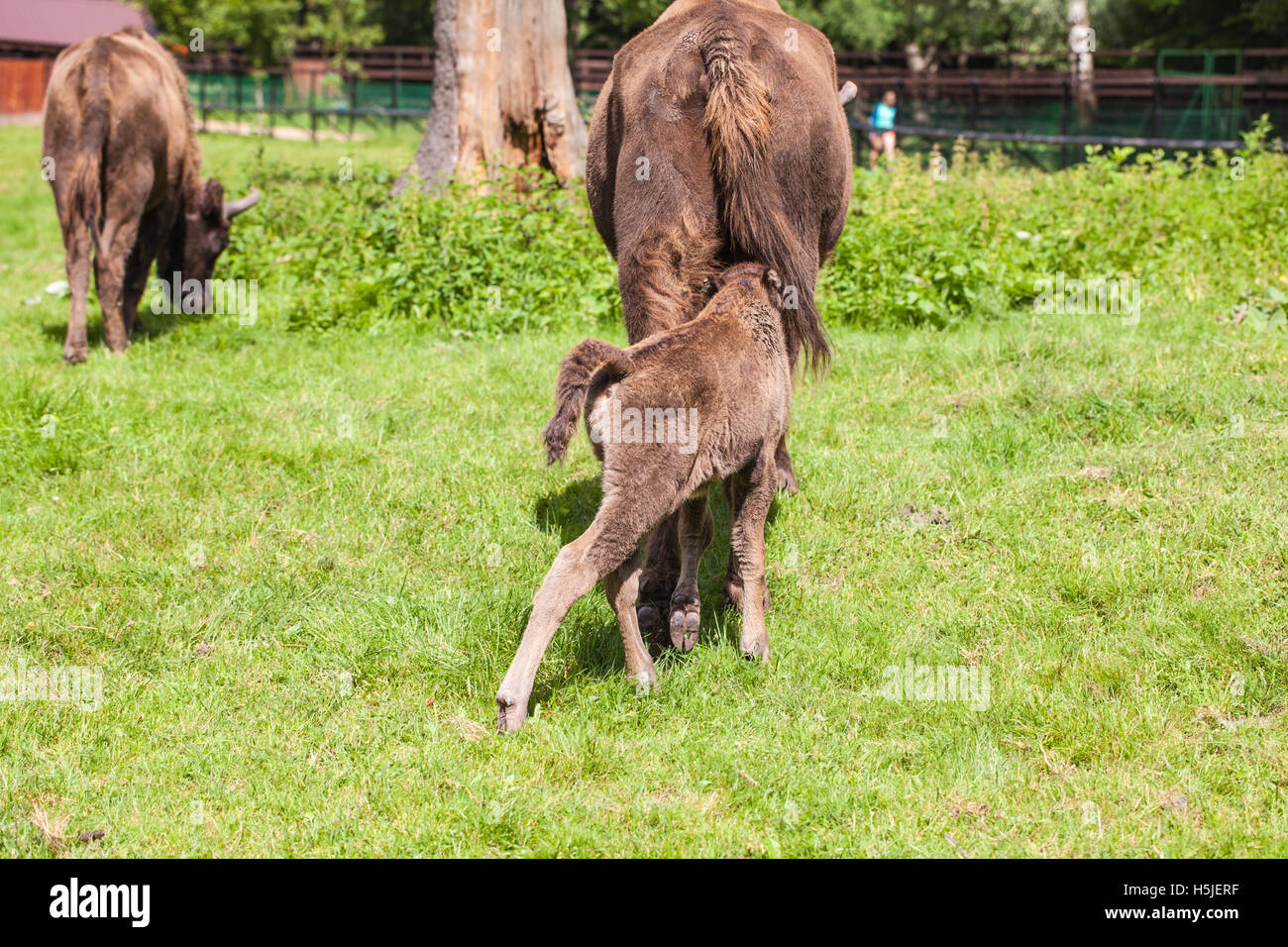 small bison trying to eat food from the mother in the Bialowieza ...