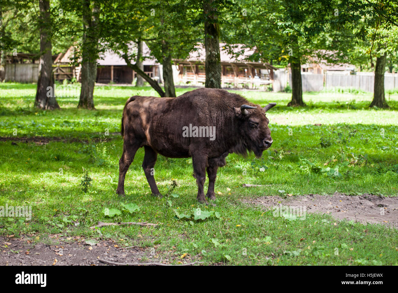 bison poses for a photograph in the Bialowieza National Park Stock ...