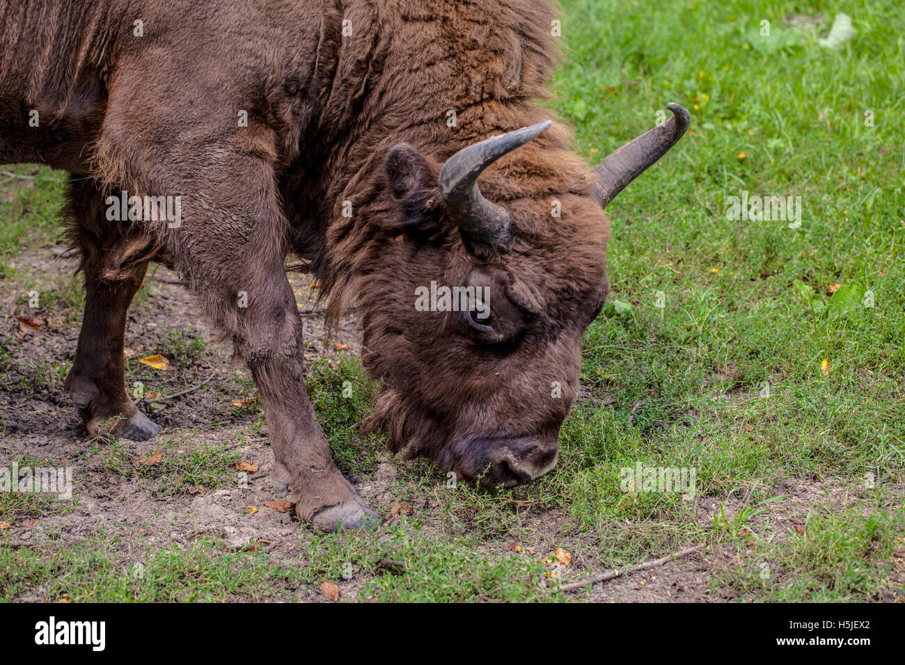 Bison eats the grass in the Bialowieza National Park Stock Photo - Alamy