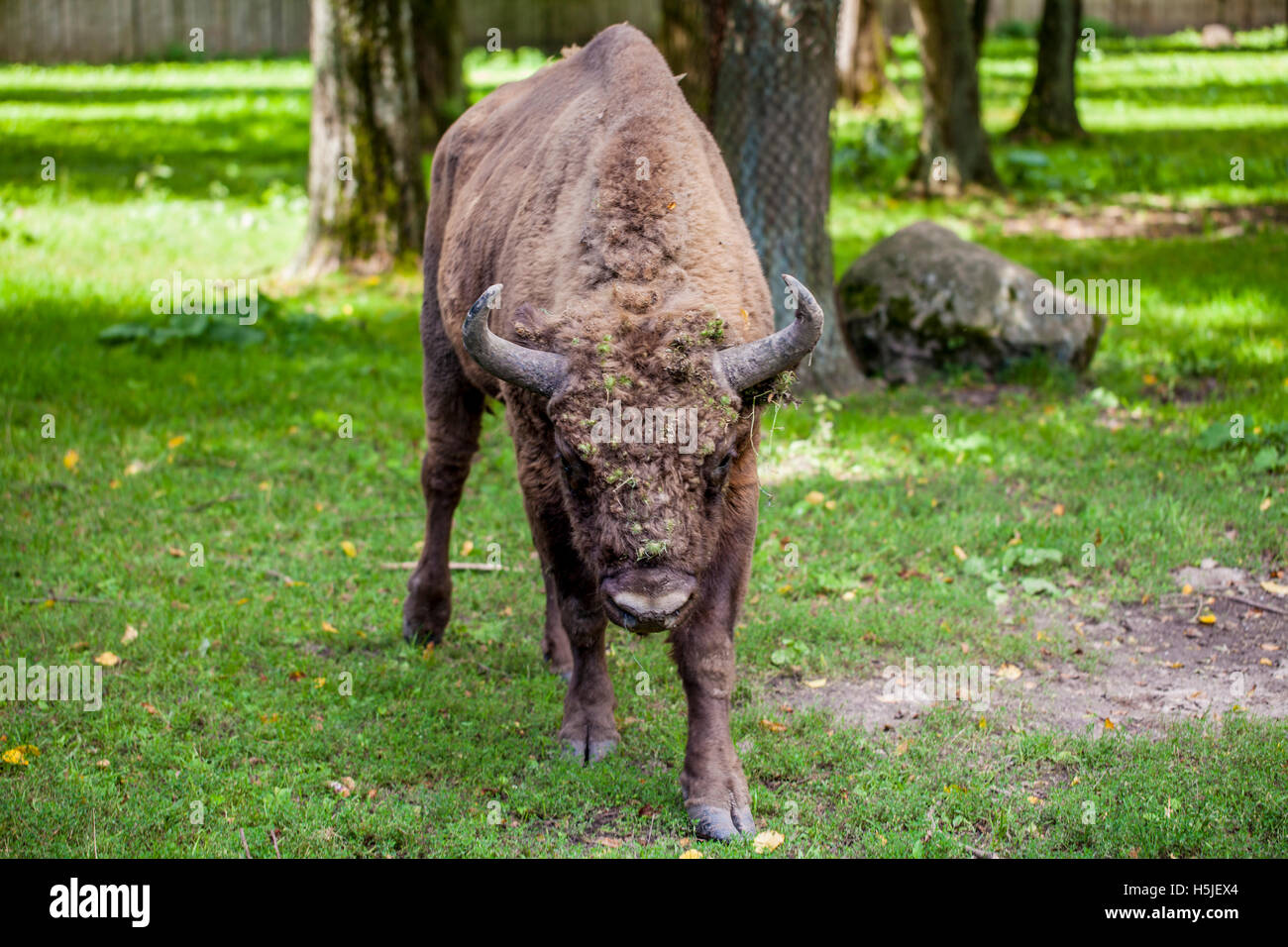 Portrait of an old bison in the Bialowieza National Park Stock Photo ...