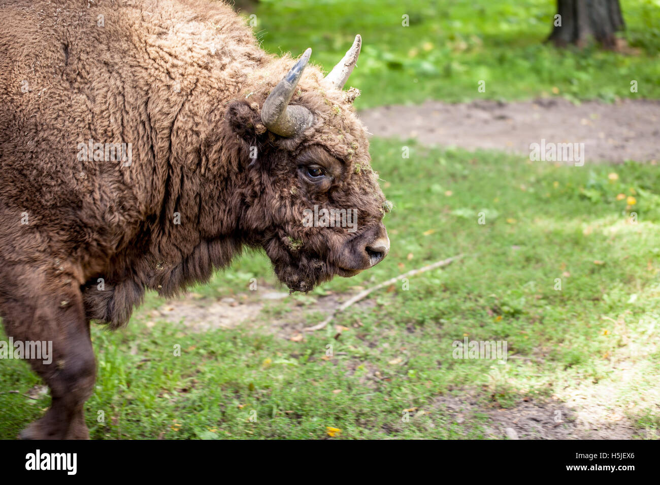 Portrait of an old bison in Bialowieza Stock Photo - Alamy