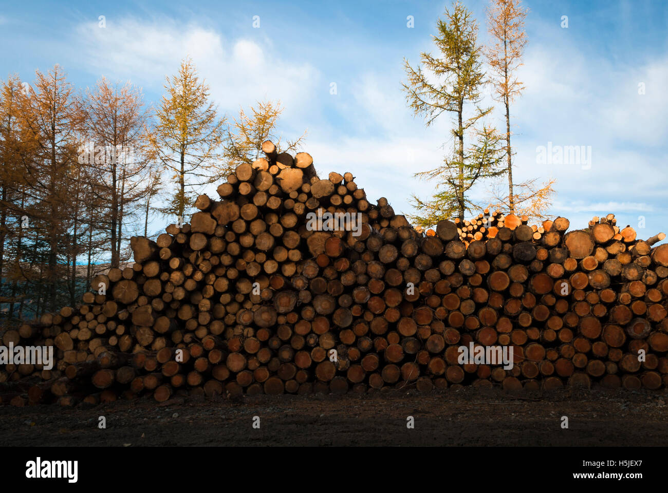 A landscape image of timber, lumber, Logs stacked up in November ...