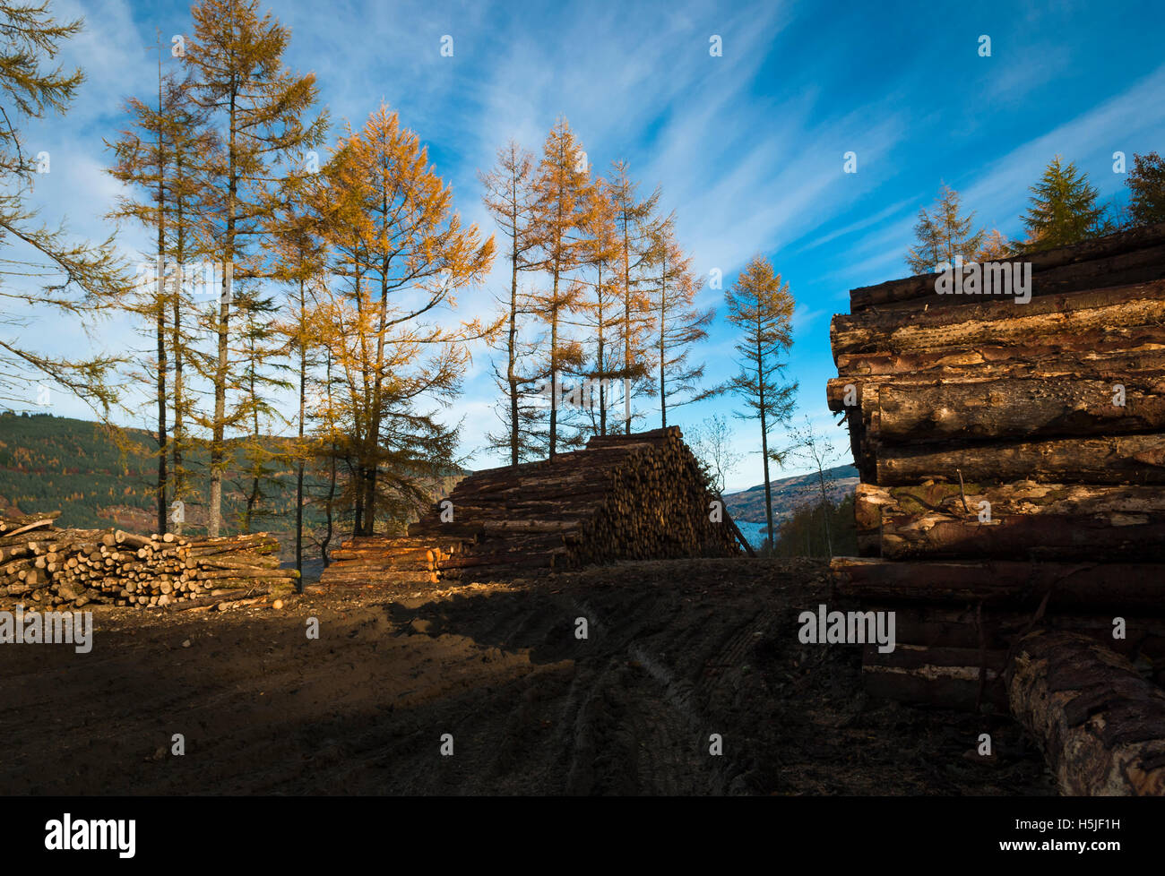 A landscape image of timber, lumber, Logs stacked up in November ...