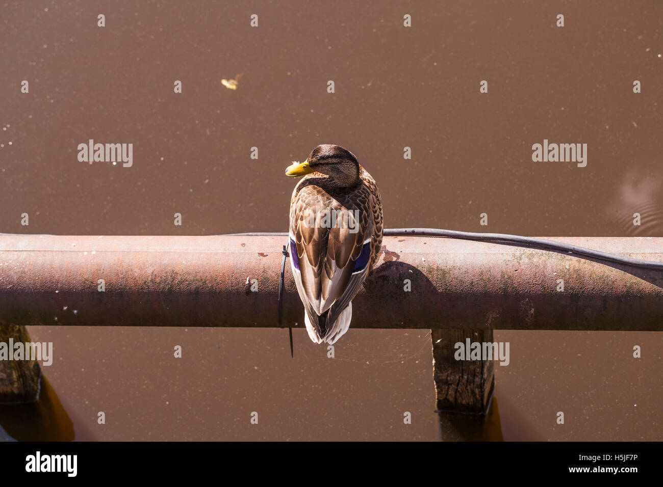 wild duck sitting on the tube Stock Photo - Alamy