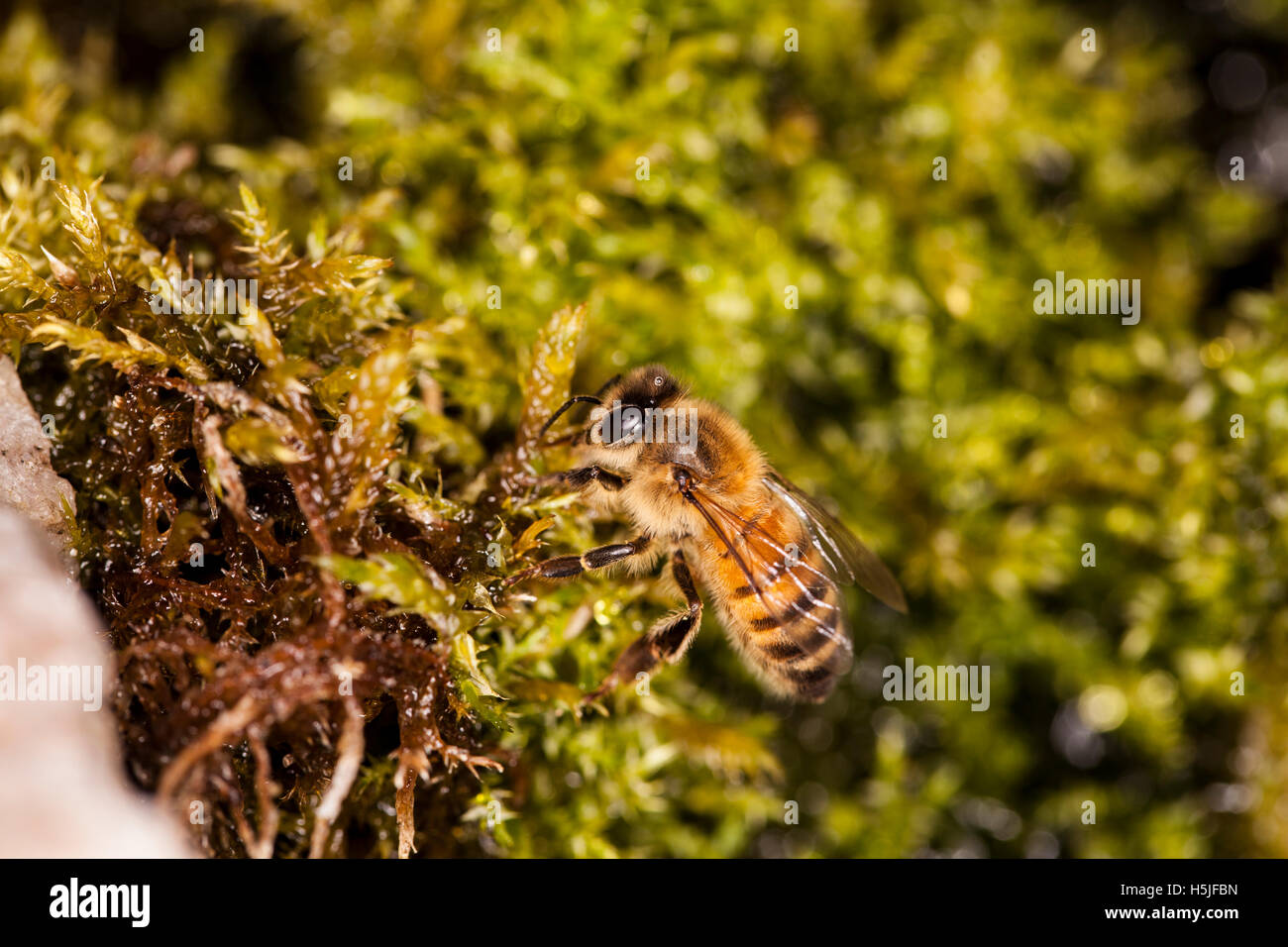 close up bee sits on a clump of moss Stock Photo - Alamy