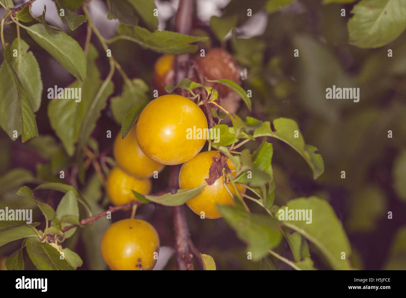 tree mirabelle, yellow fruits Stock Photo - Alamy