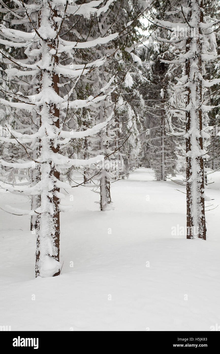 winter forest landscape Stock Photo - Alamy