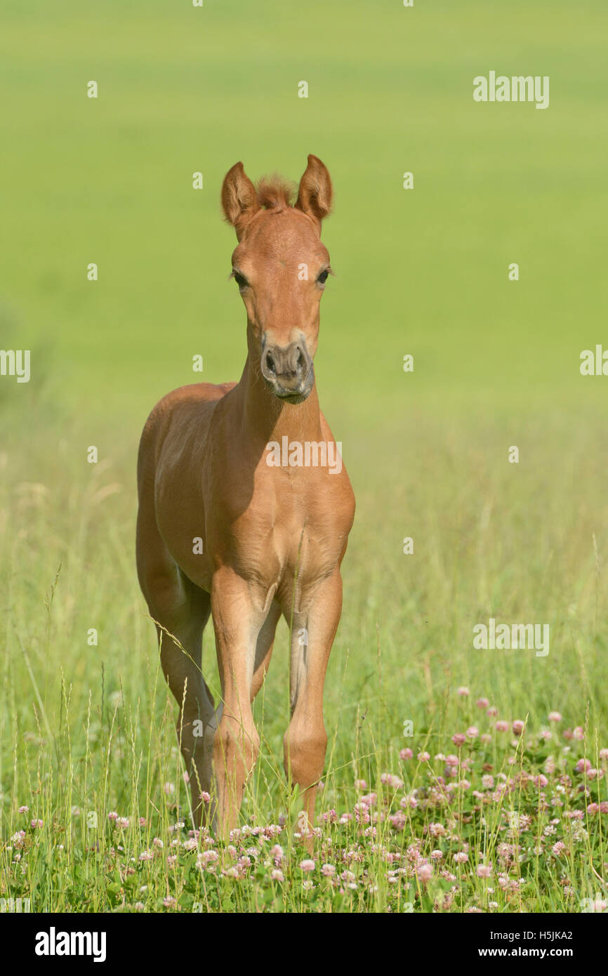 4-week-old Paso Fino horse foal standing in a meadow Stock Photo - Alamy