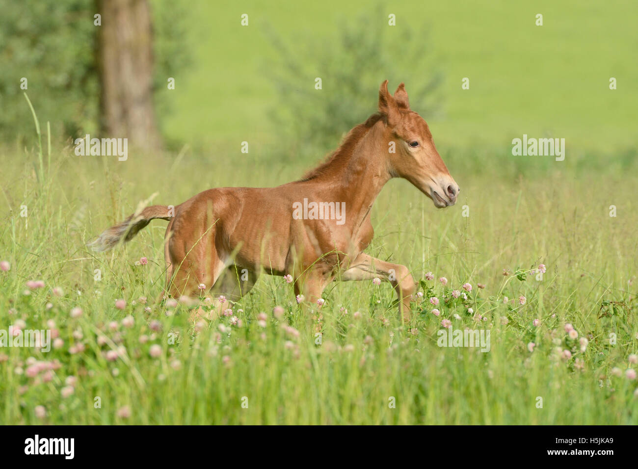 Foal running foals hi-res stock photography and images - Alamy
