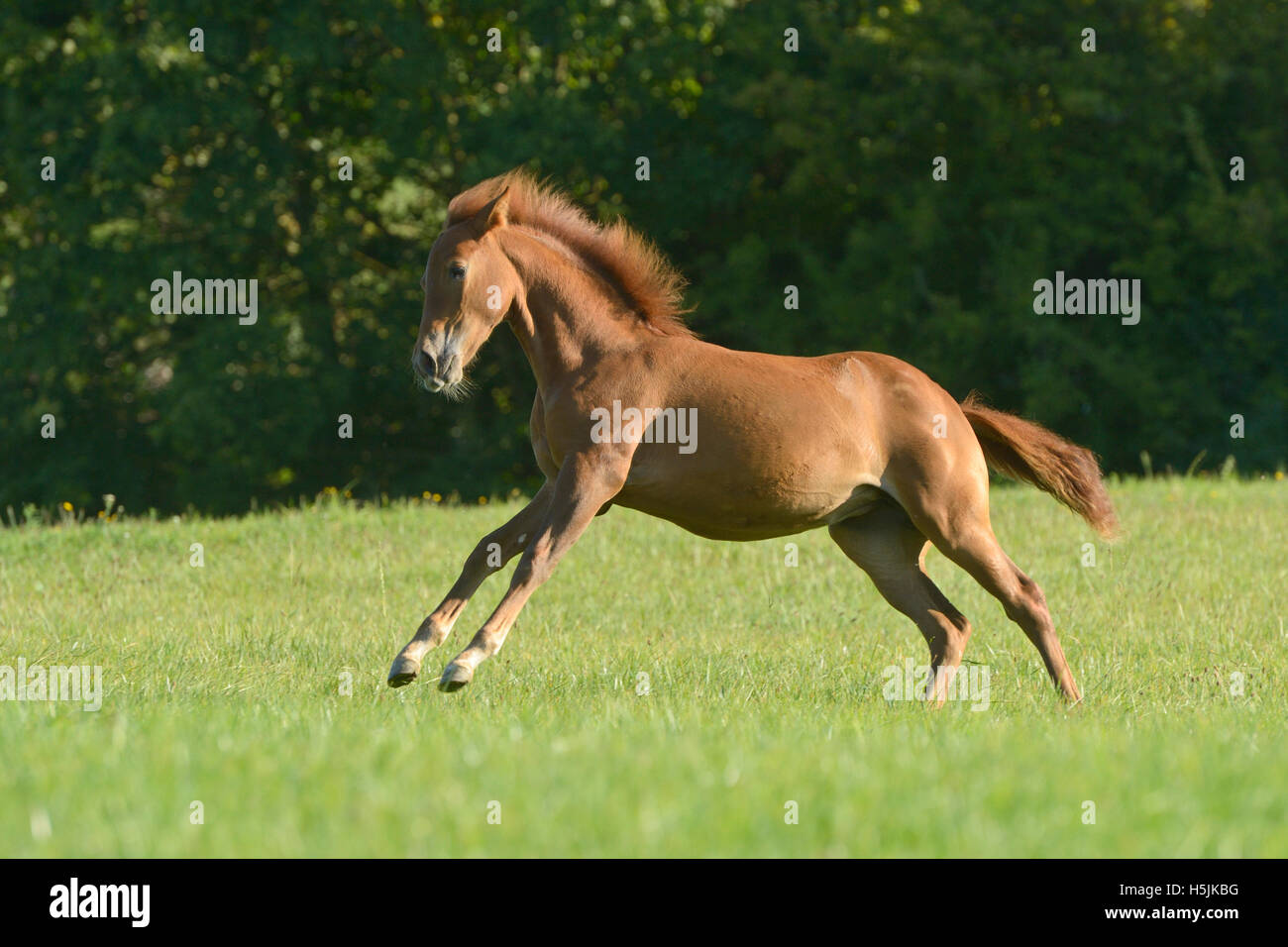 Paso Fino foal galloping in a meadow Stock Photo - Alamy