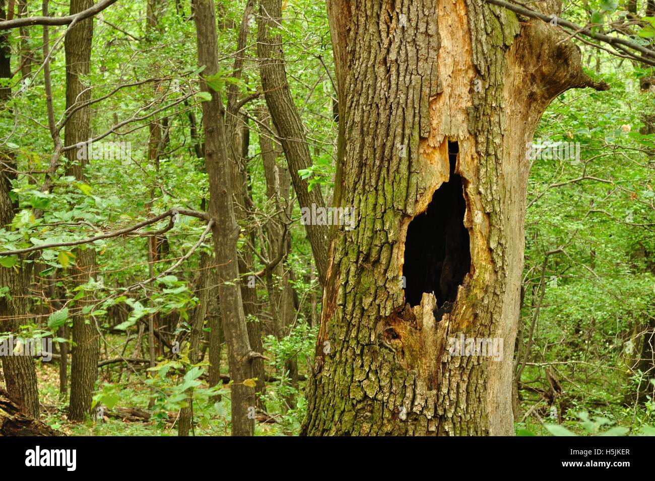 Old hollow tree in green forest Stock Photo - Alamy