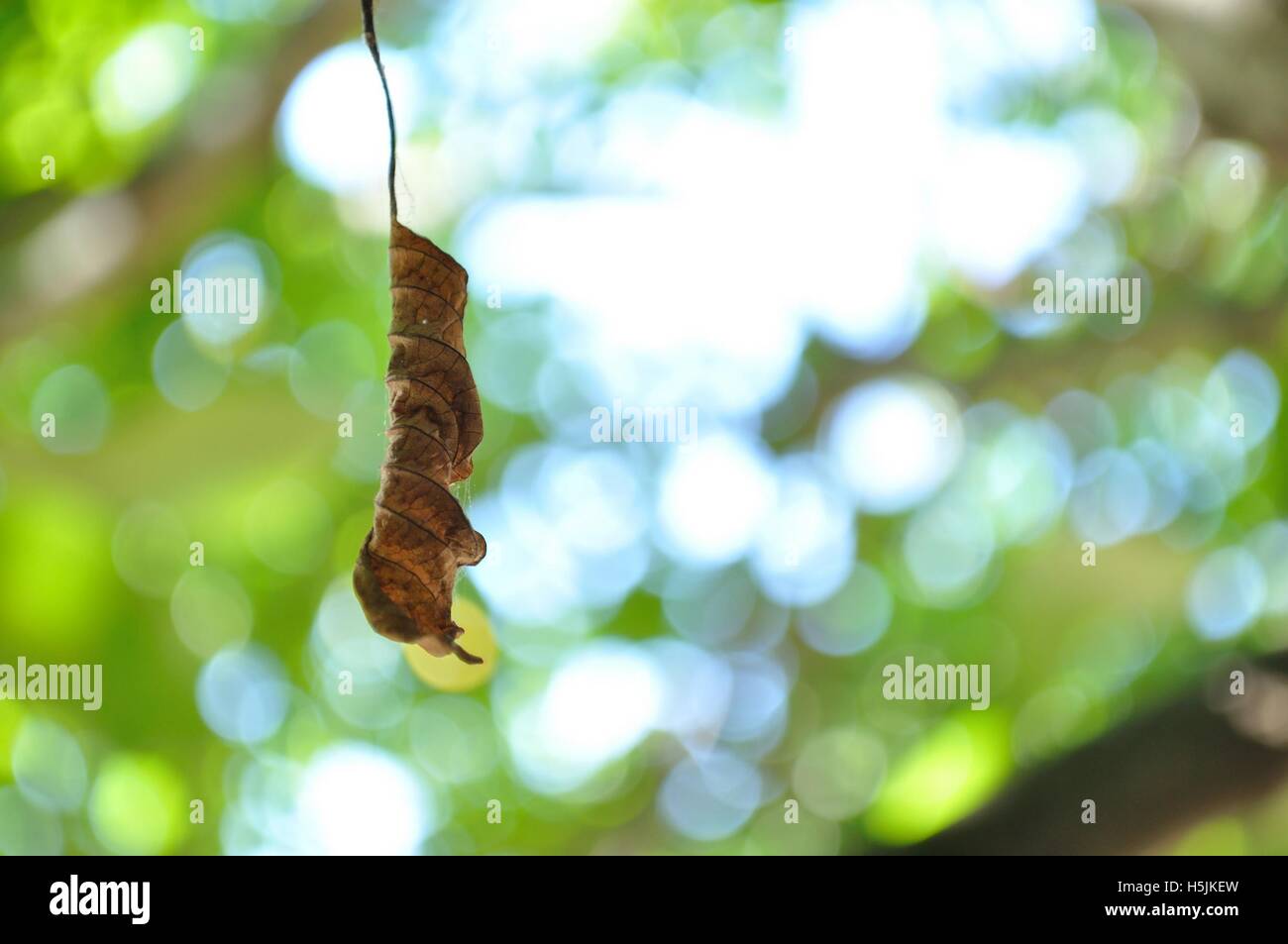 Autumn leaf hanging from tree with blurred natural background Stock ...