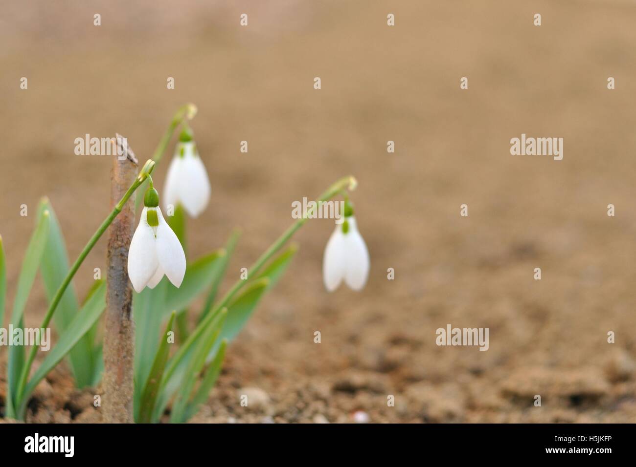 Three snowdrop against blurred natural background Stock Photo - Alamy