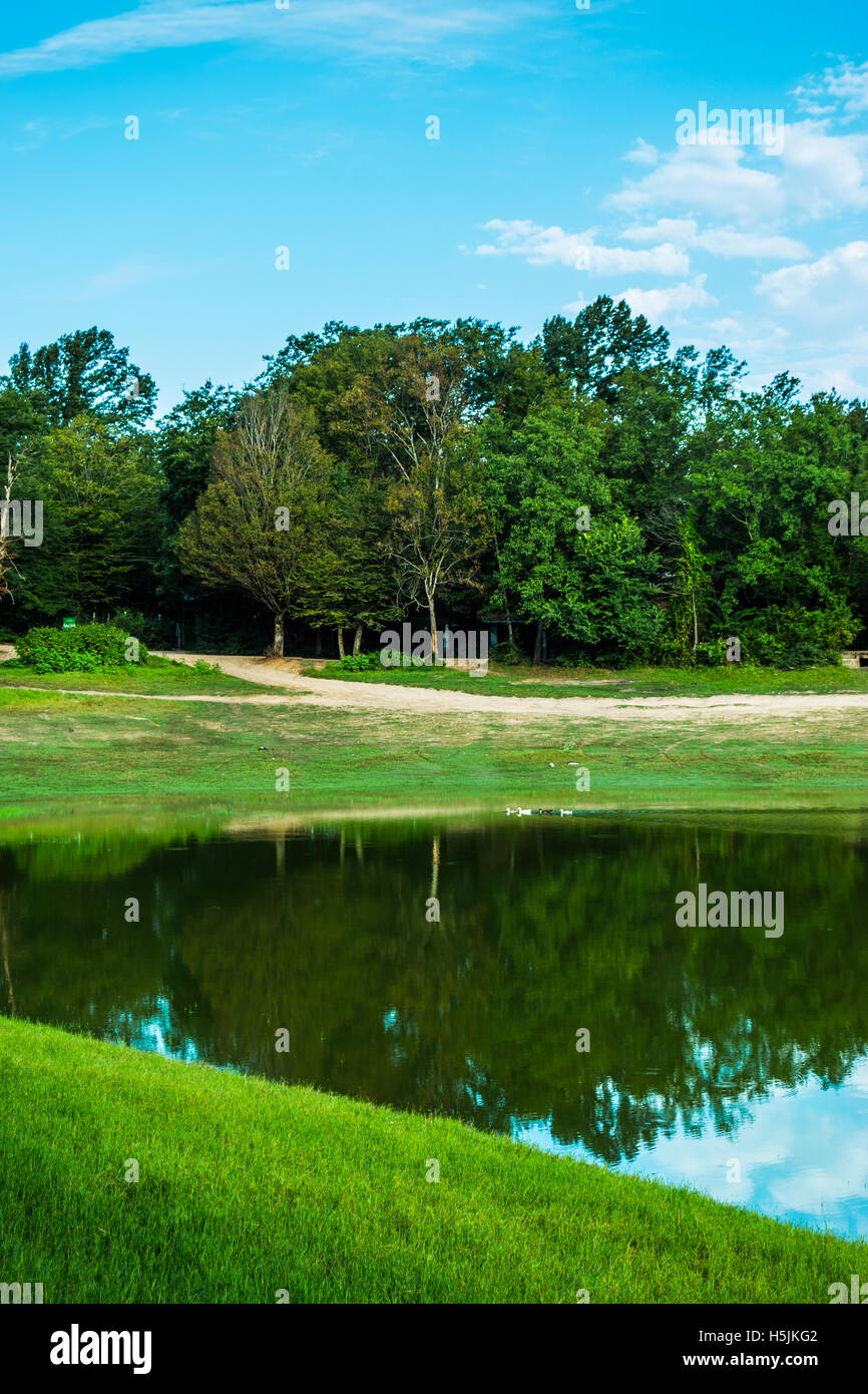grass , jungle and reflection Stock Photo - Alamy