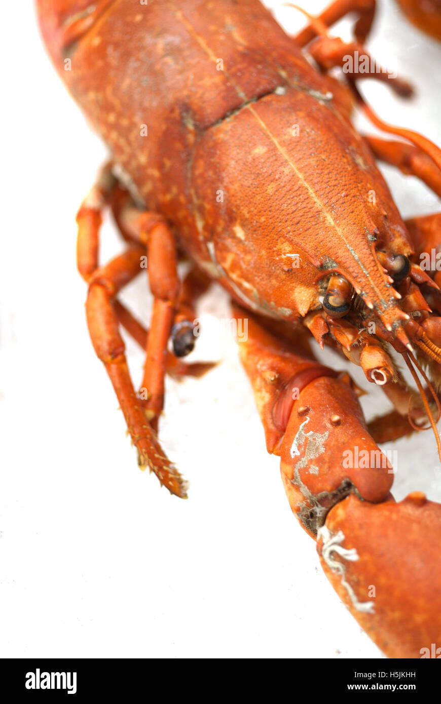 Ugly Sea Shell High Resolution Stock Photography and Images - Alamy