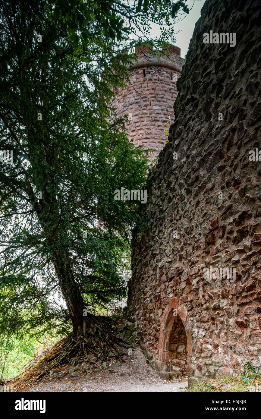 Majestic medieval castle Haut-Ribeaupierre on the top of the hill ...