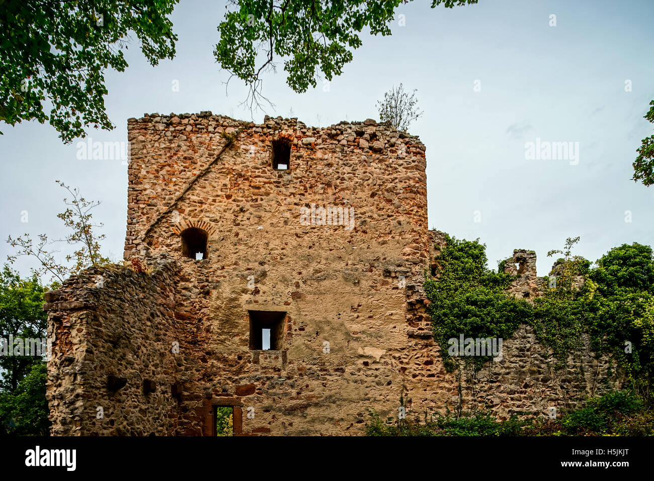 Majestic medieval castle Haut-Ribeaupierre on the top of the hill ...