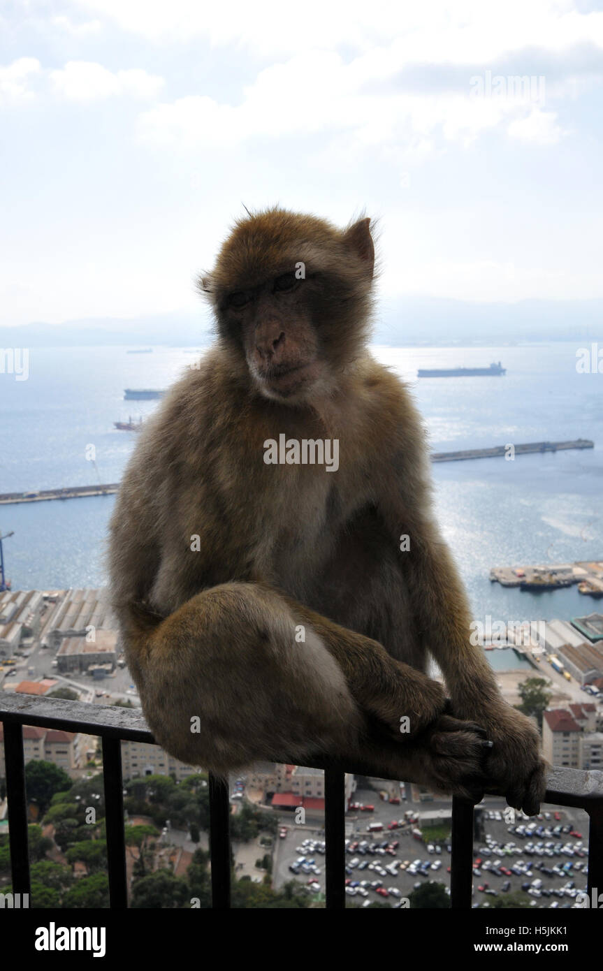 Monkey pose hi-res stock photography and images - Alamy