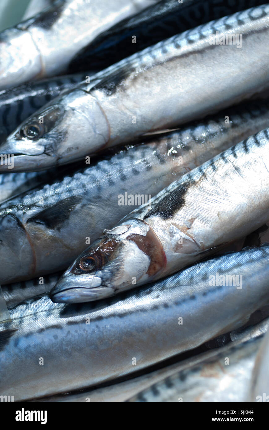 Mackerel colour hi-res stock photography and images - Alamy