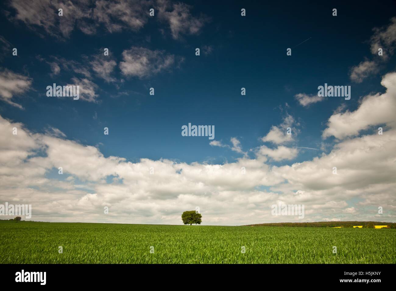 Sunny field landscape with lone tree Stock Photo - Alamy