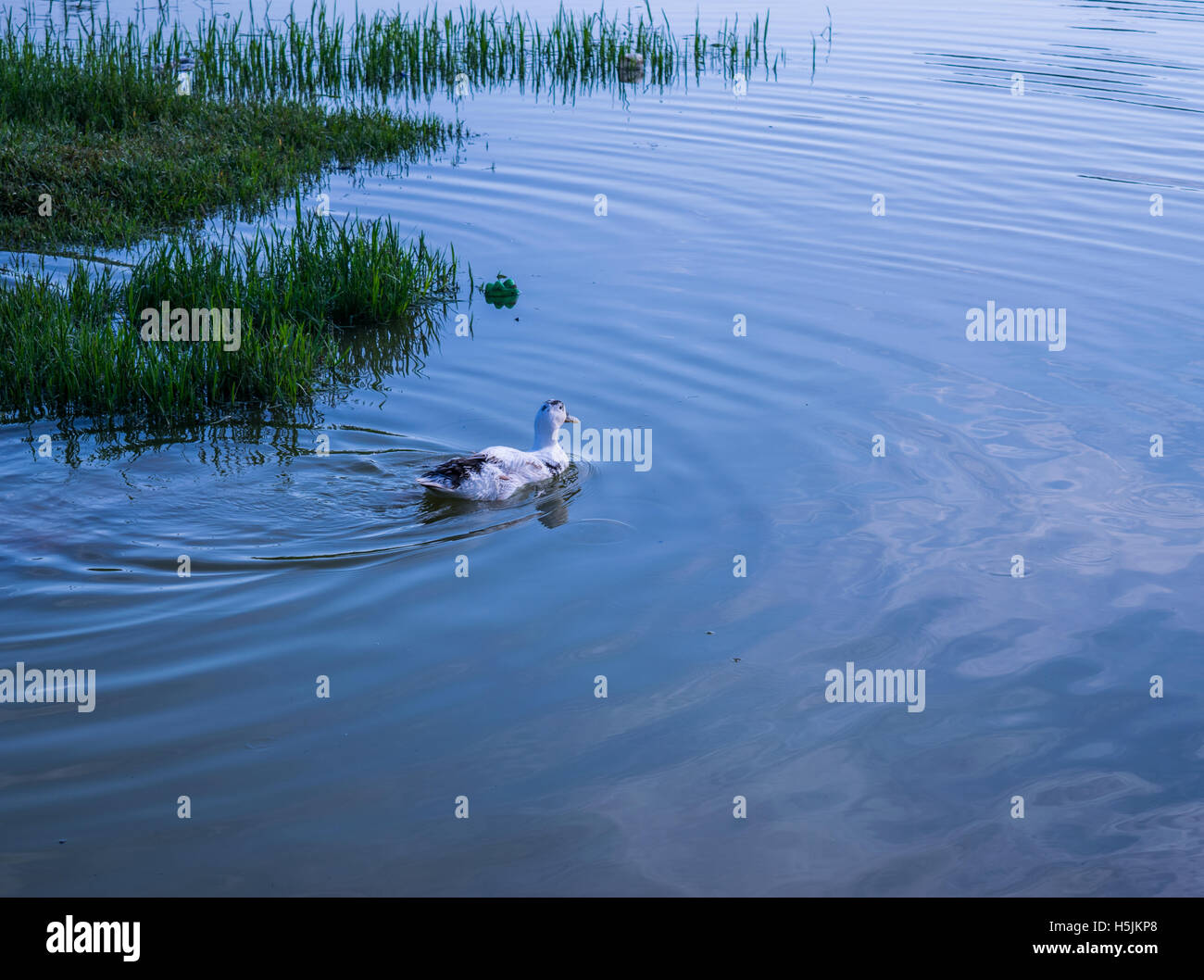 Alone bird hi-res stock photography and images - Alamy