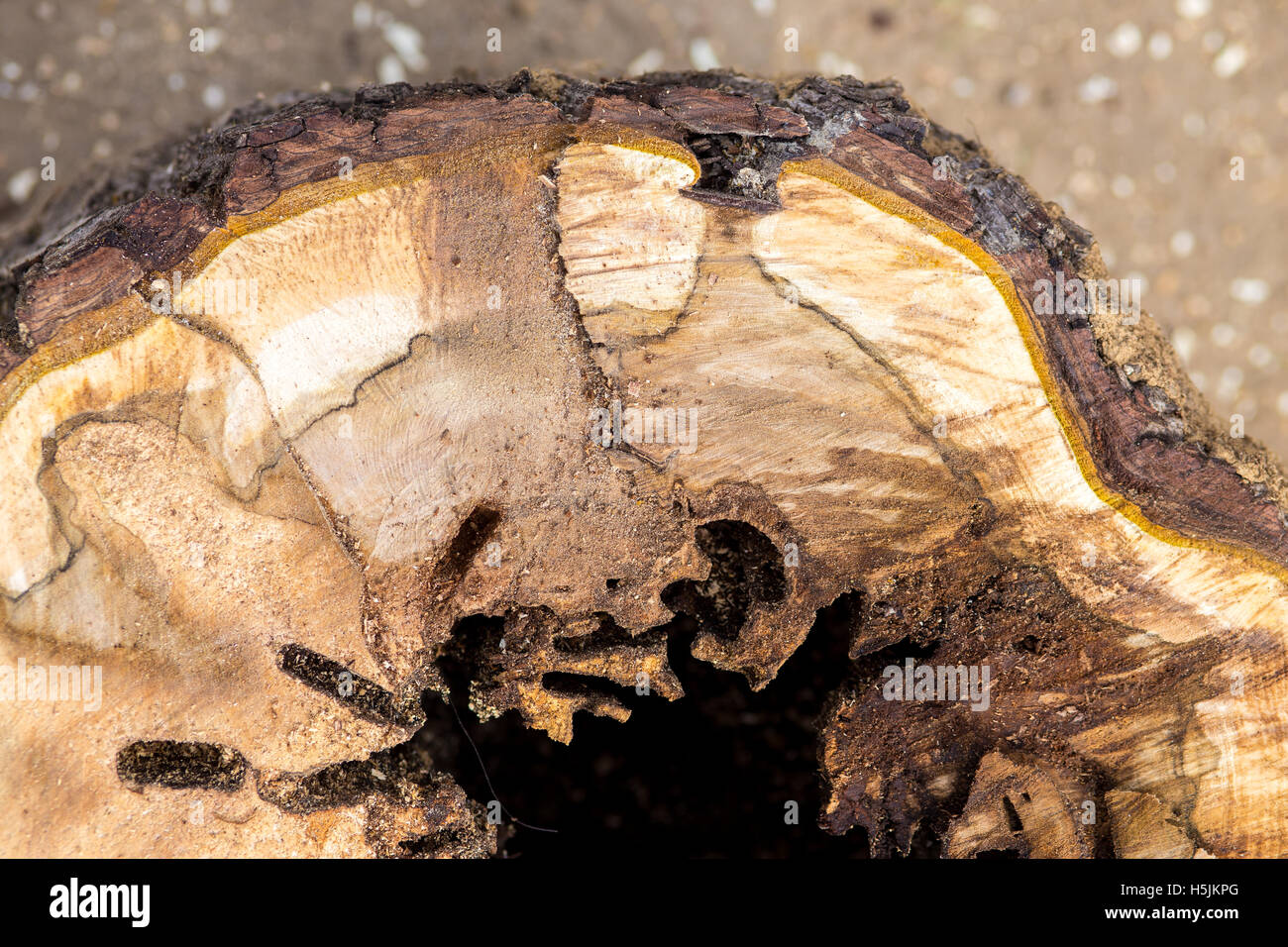 Cross section of a tree detail eaten by bugs Stock Photo - Alamy