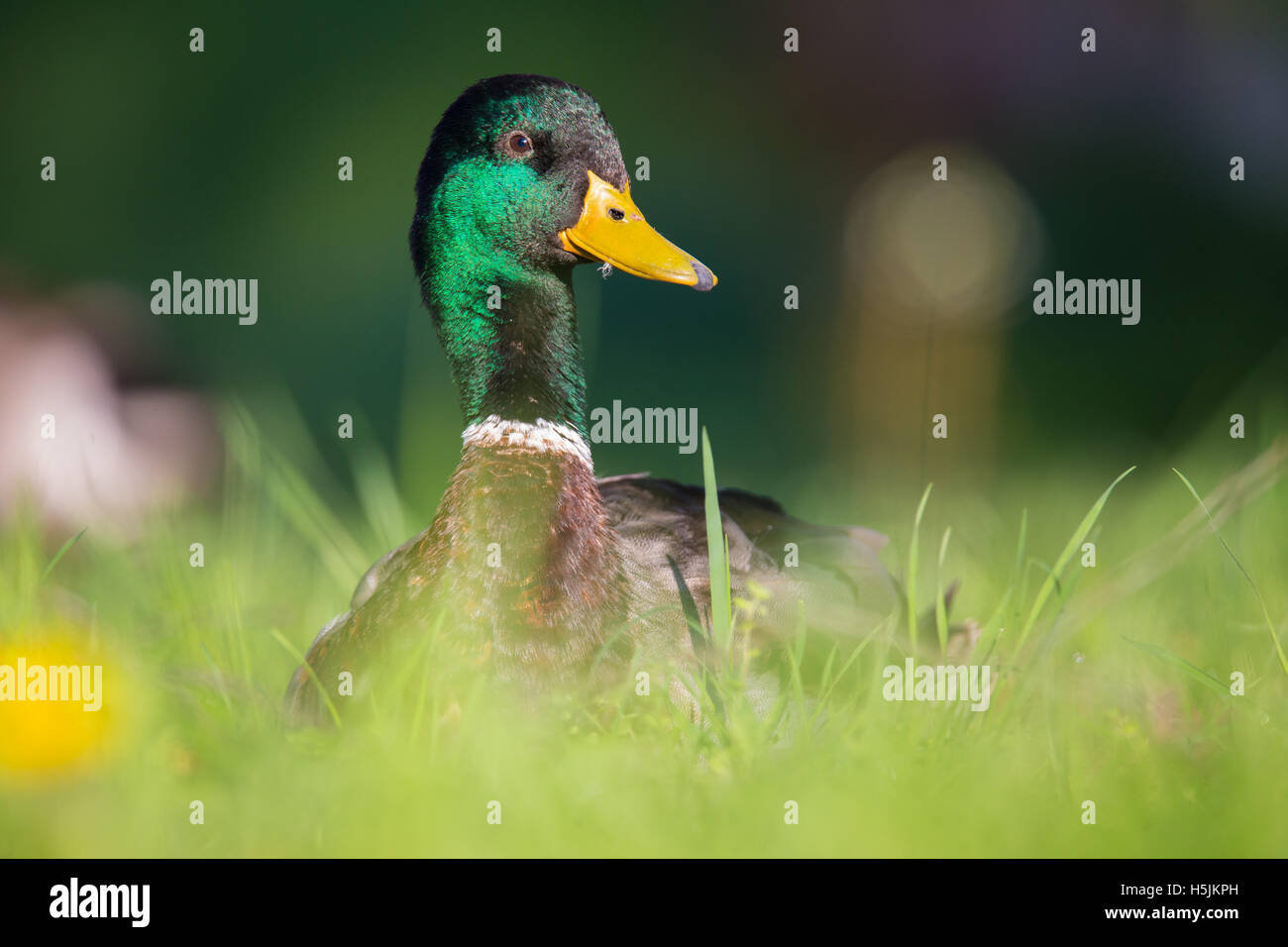 Green duck hi-res stock photography and images - Alamy