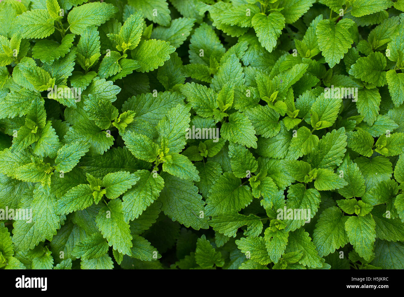 Menthol leaf hi-res stock photography and images - Alamy