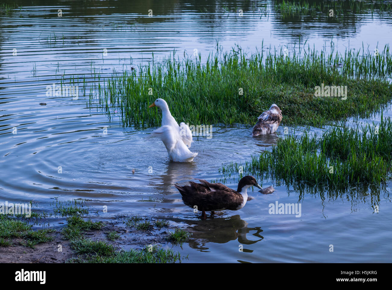 birds in lake Stock Photo - Alamy