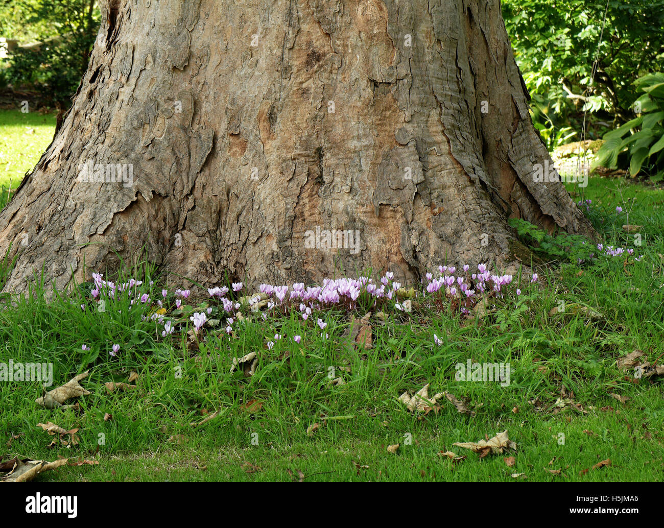 Autumn Cyclamen around the base of a Plane tree Stock Photo - Alamy