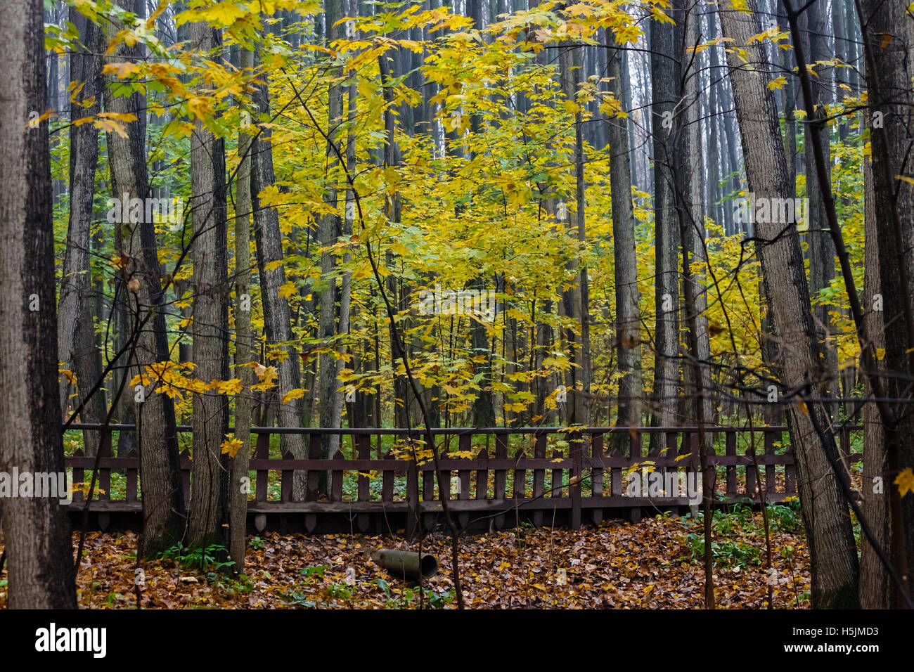 Fall season in the deciduous wood Stock Photo - Alamy