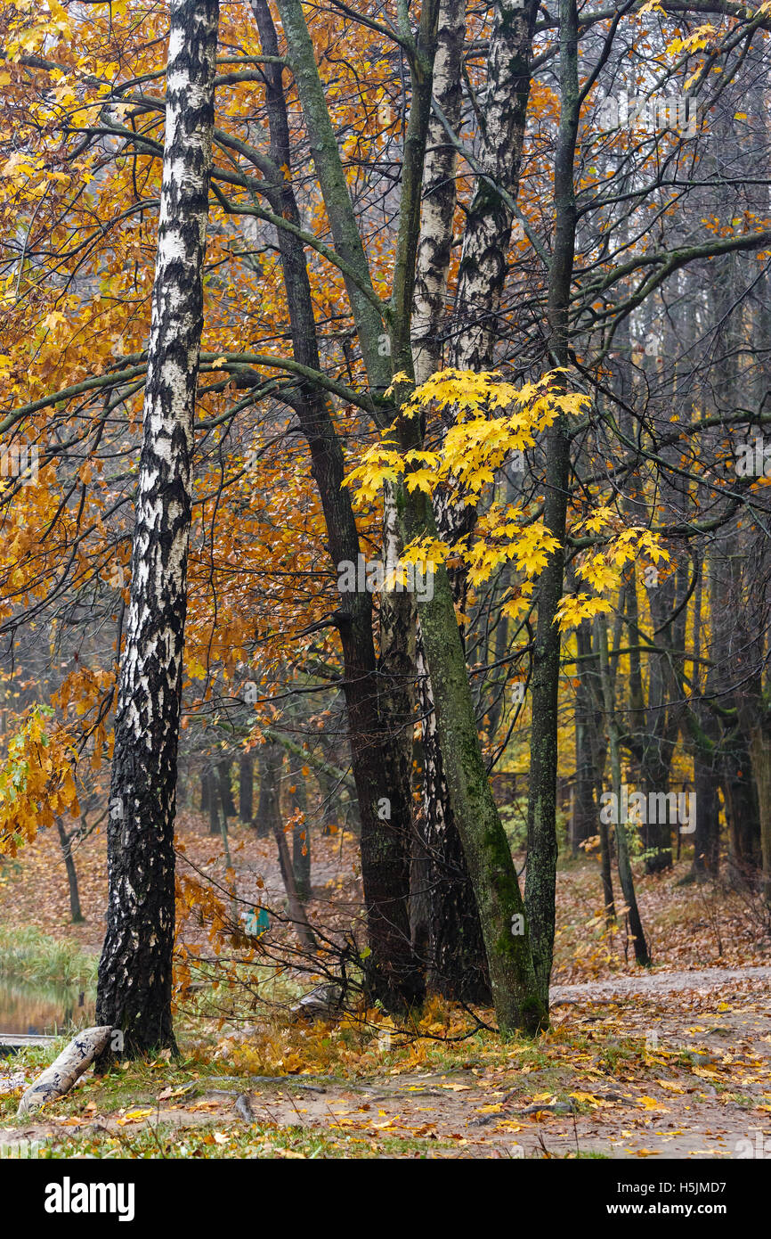 Fall season in the deciduous wood Stock Photo - Alamy