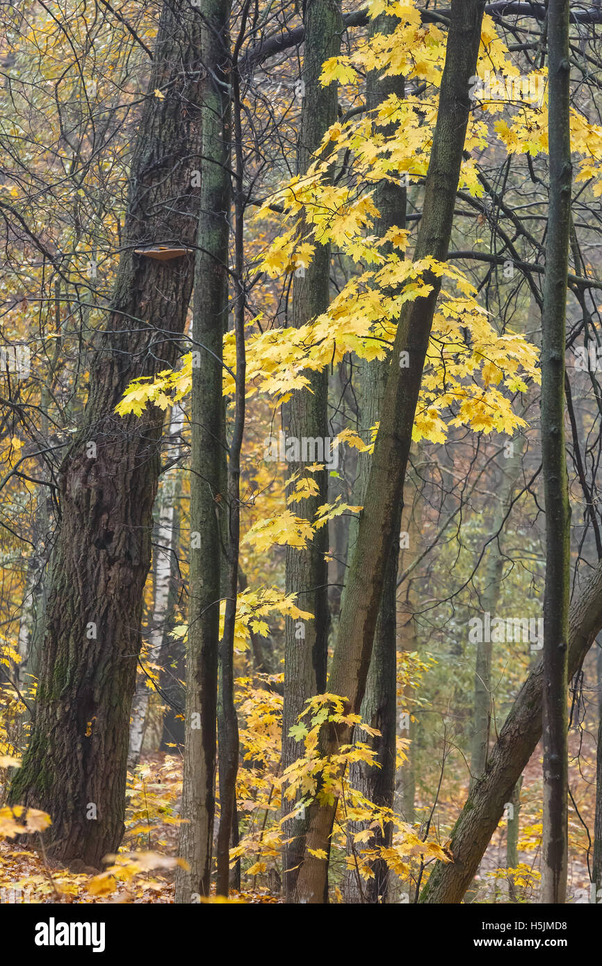 Fall season in the deciduous wood Stock Photo - Alamy