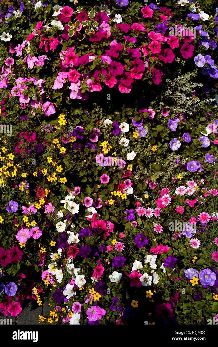 Array of summer flowers in hanging display / Summer bedding plants ...