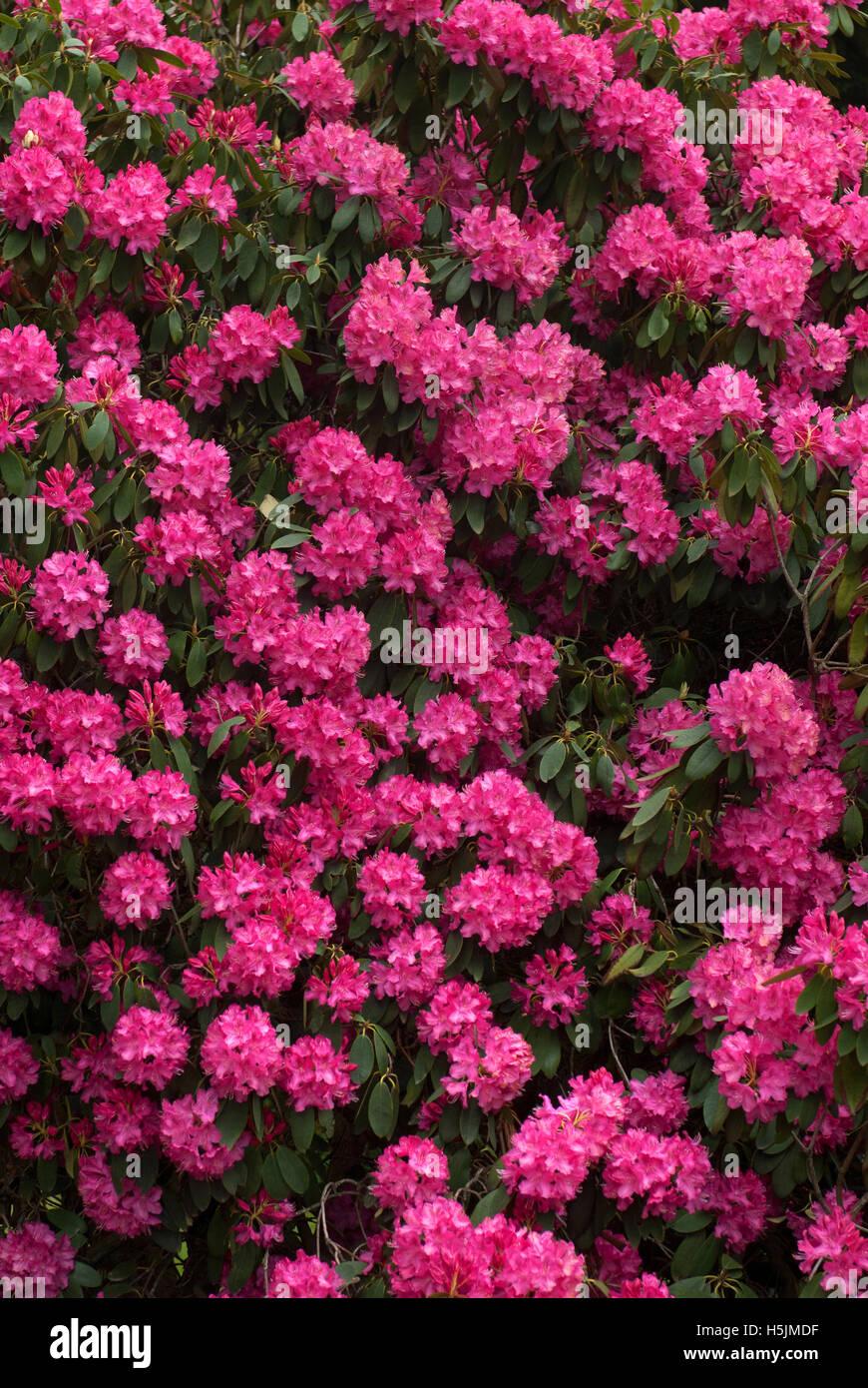 Vibrant pink Azalea bush Stock Photo - Alamy