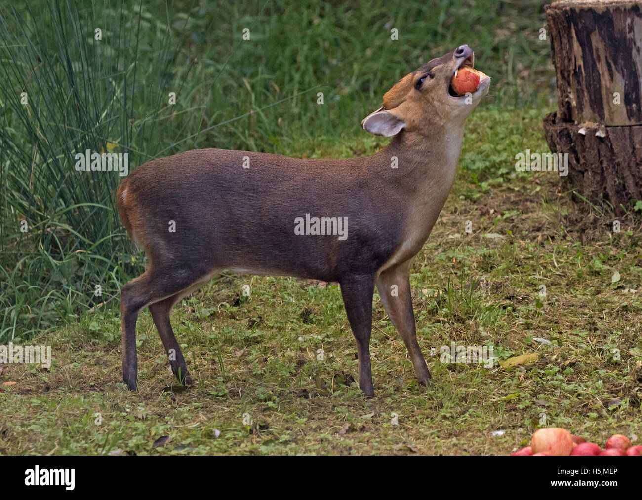 Male Muntjac Deer also called Barking Deer Muntiacus reevesi eating ...