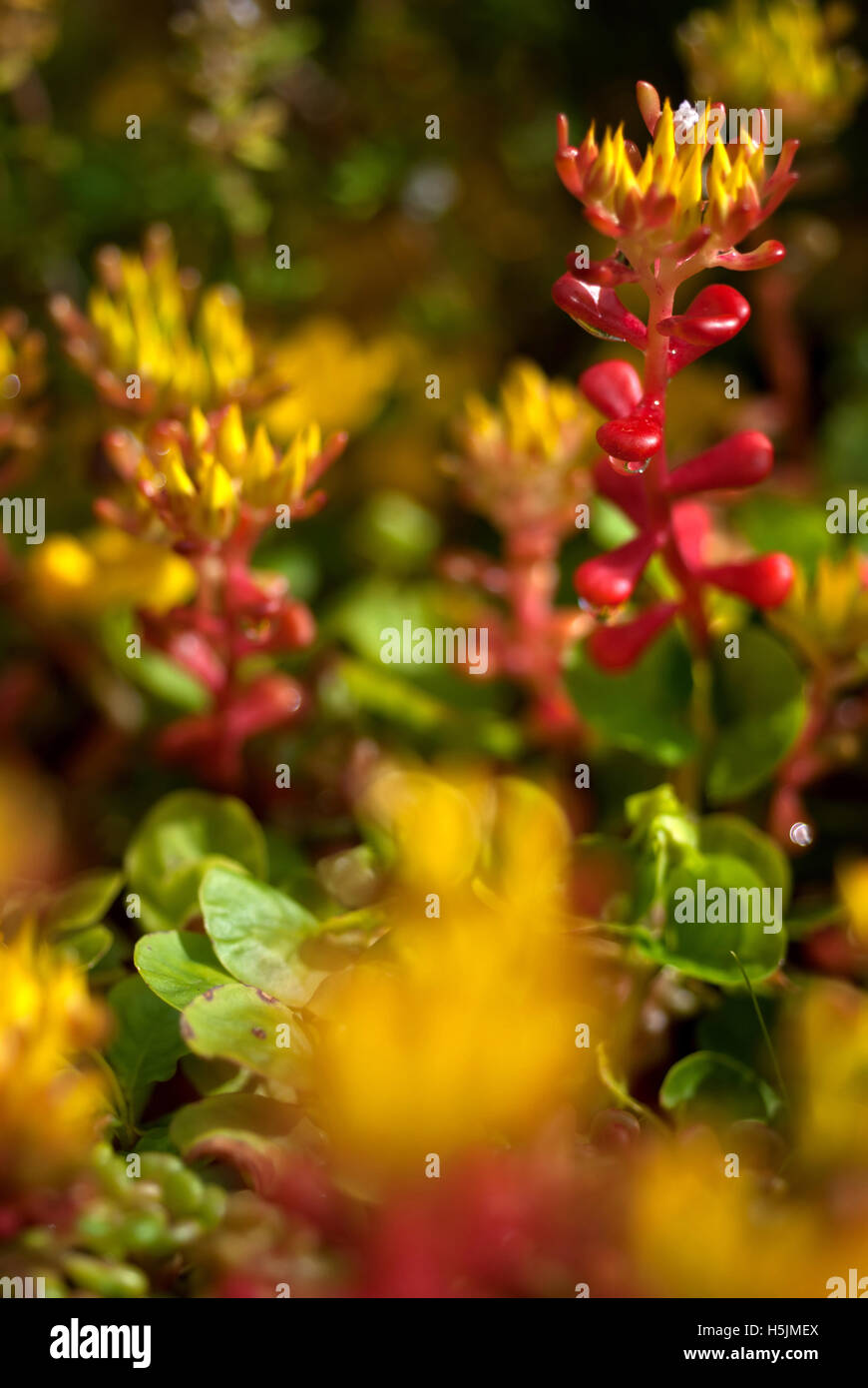 Red and yellow Sedum plants / Succulent plants Stock Photo - Alamy
