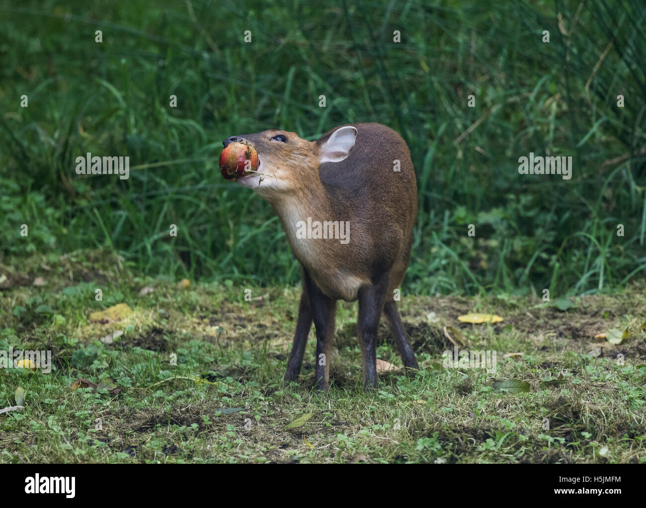 Female Muntjac Deer also called Barking Deer Muntiacus reevesi eating ...