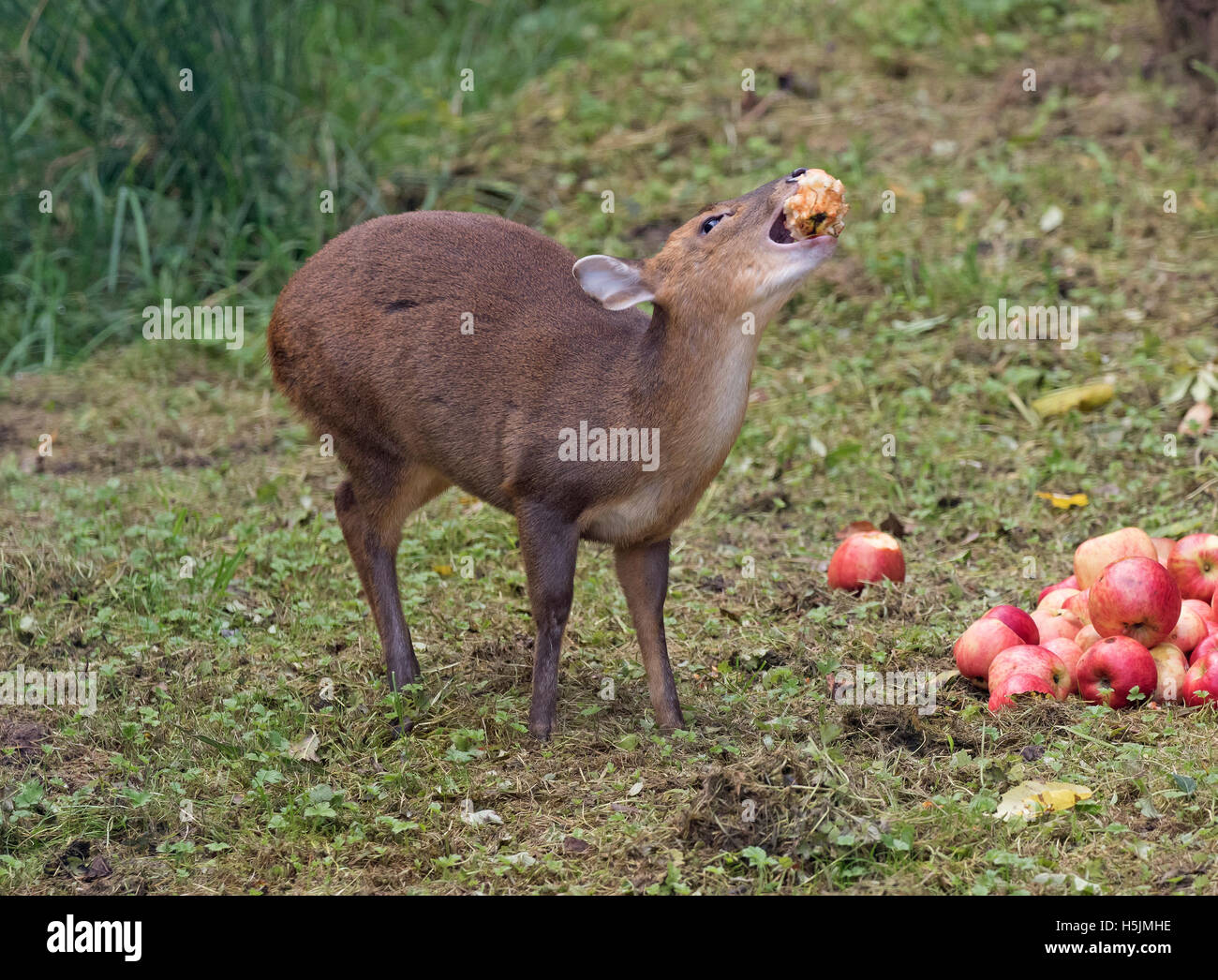 Female Muntjac Deer also called Barking Deer Muntiacus reevesi eating ...
