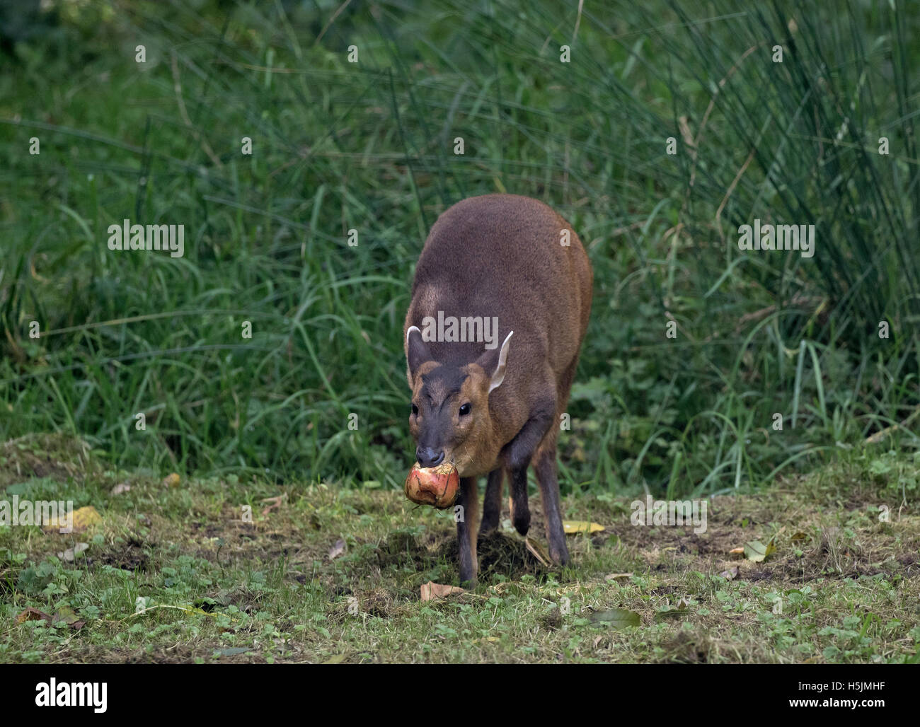 Female Muntjac Deer also called Barking Deer Muntiacus reevesi eating ...
