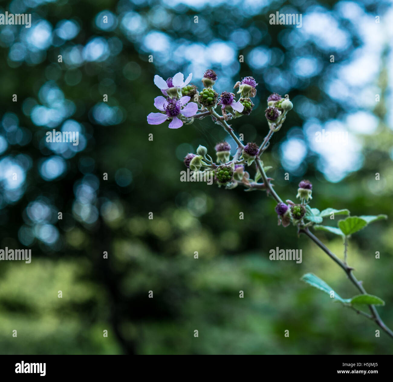 Raspberry flower hi-res stock photography and images - Alamy