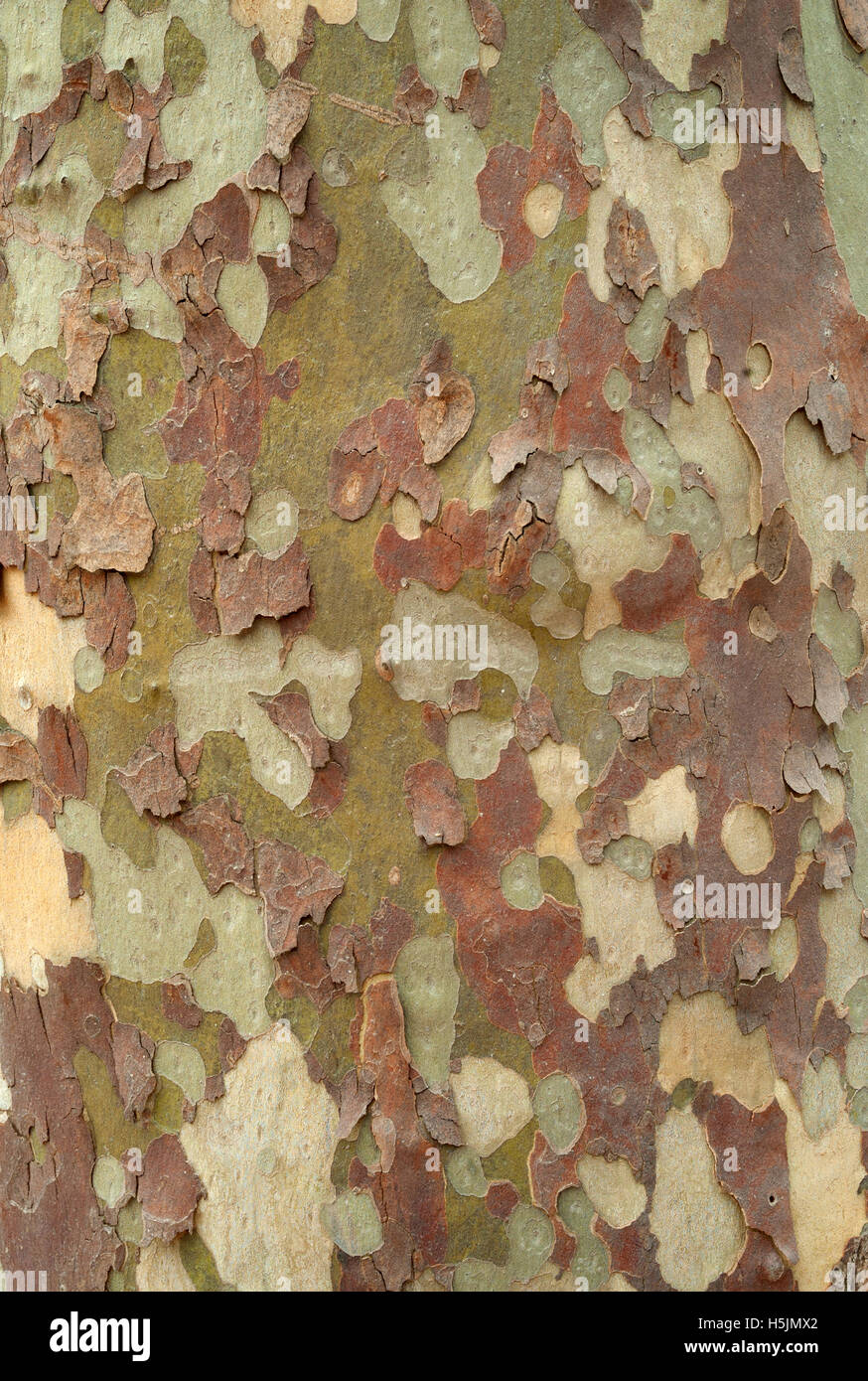 Plane tree bark / Peeling bark Stock Photo - Alamy