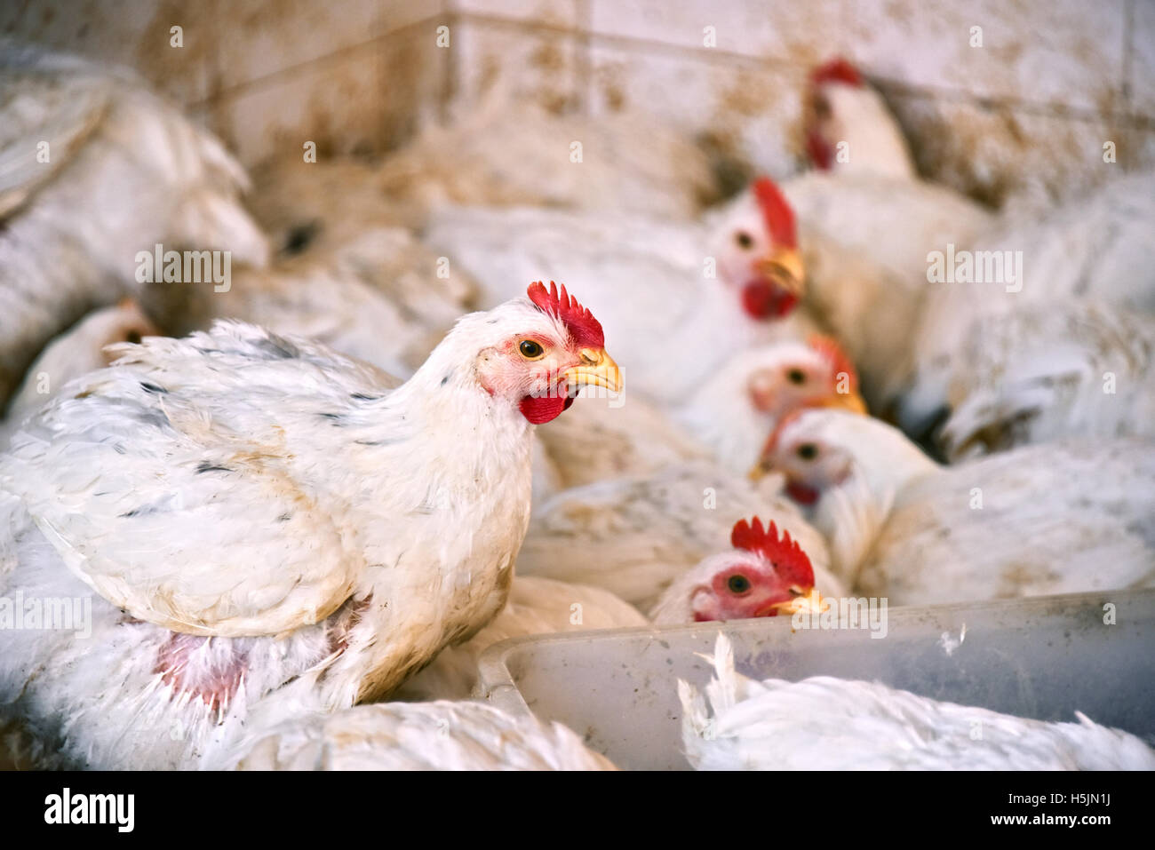Poultry meat hi-res stock photography and images - Alamy