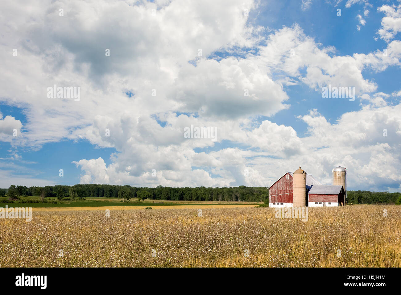 Rural farm scene with a weathered red barn, silos, golden crops and a ...
