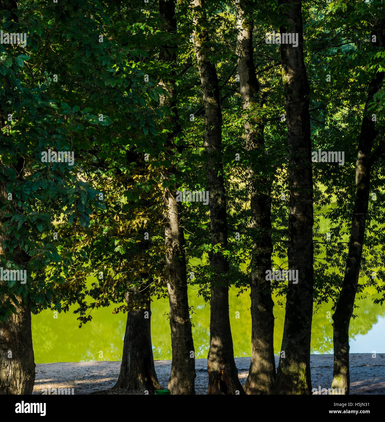 trees near lake Stock Photo - Alamy