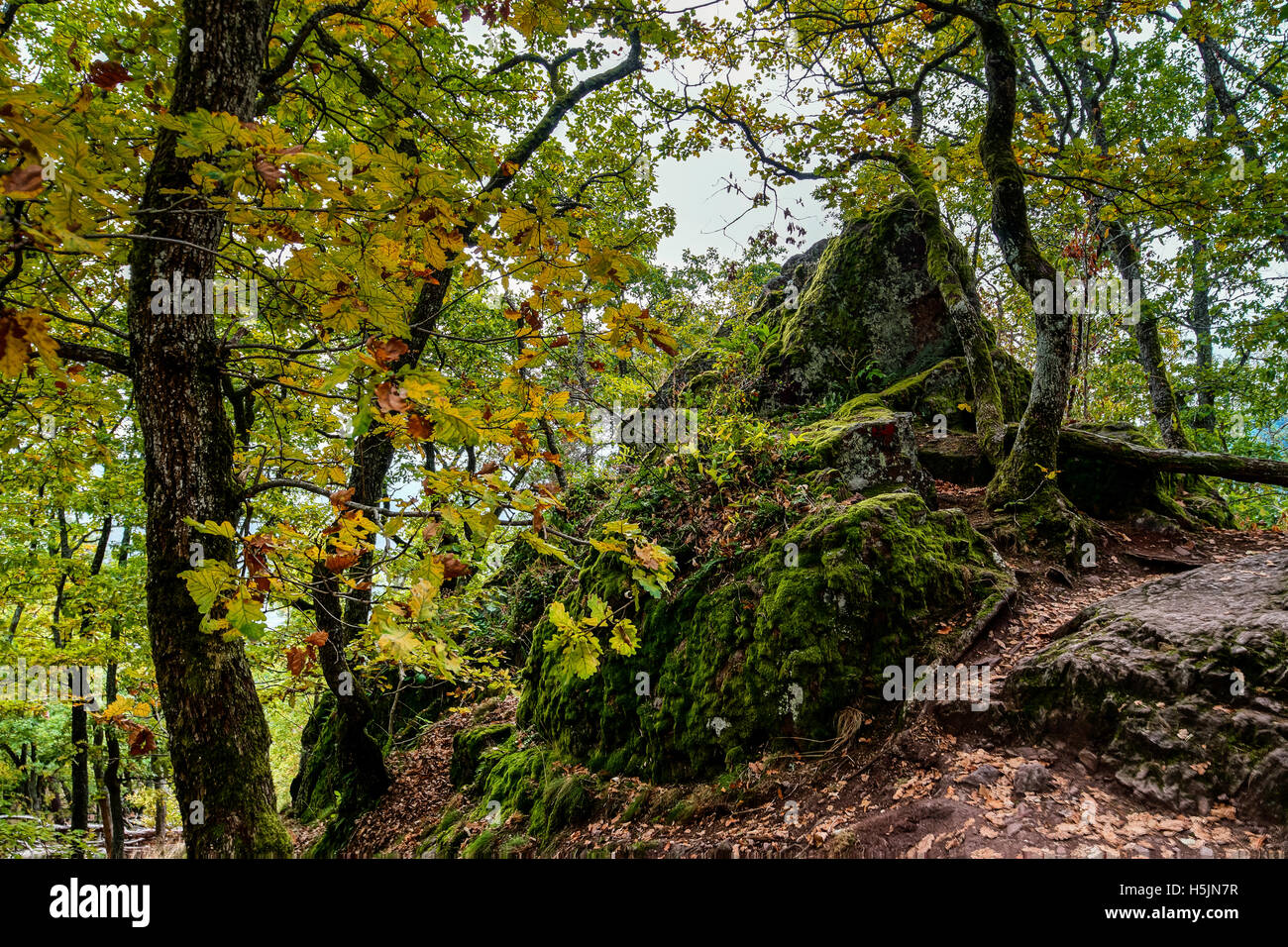 Beautiful autumnal forest details, natural landscape, Alsace Stock ...