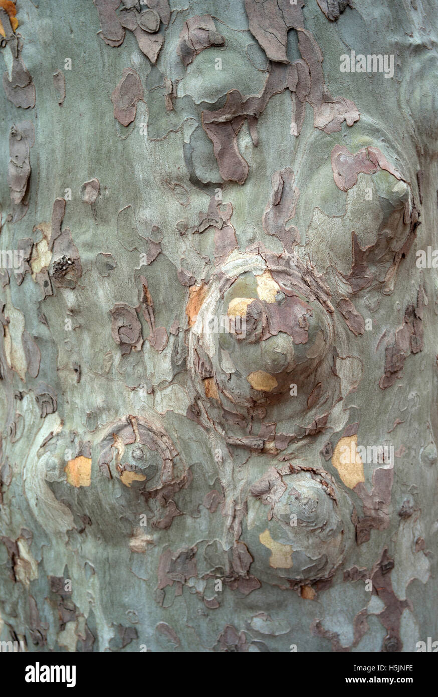 Dry skin peeling flaking hi-res stock photography and images - Alamy